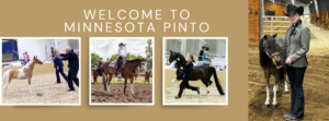 Minnesota Pinto
